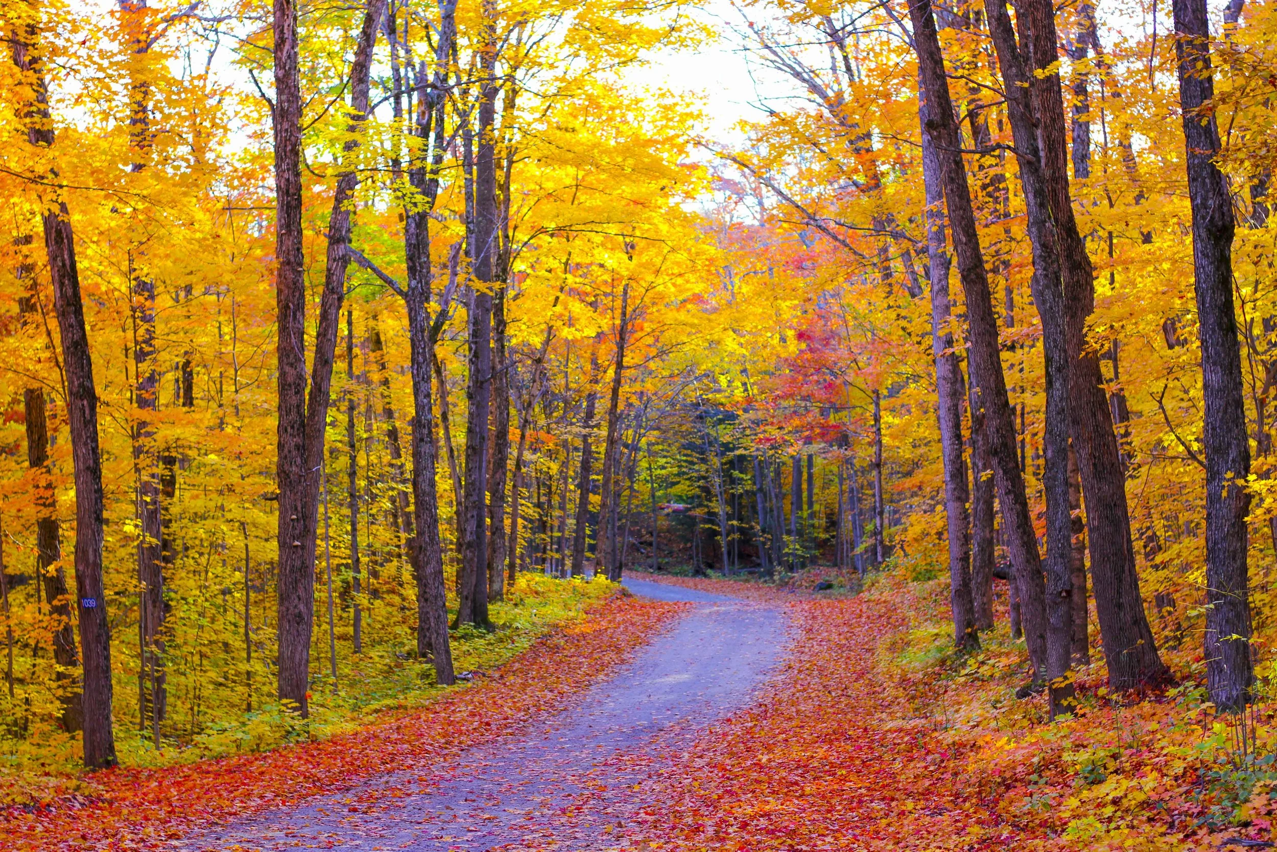 5 Gorgeous Places to Visit in Muskoka during Fall - Stephanie Memory Photography