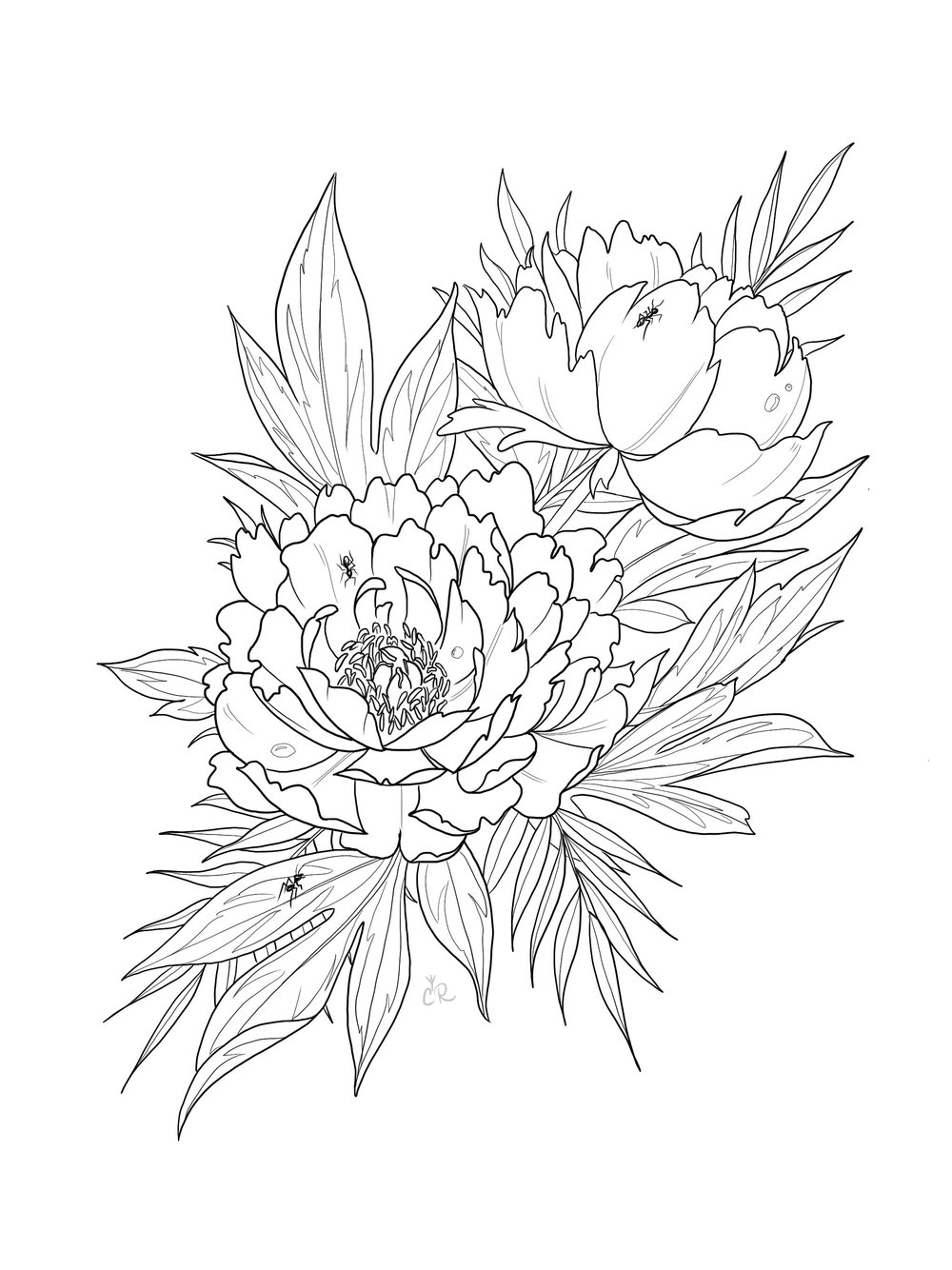 Peony Outline