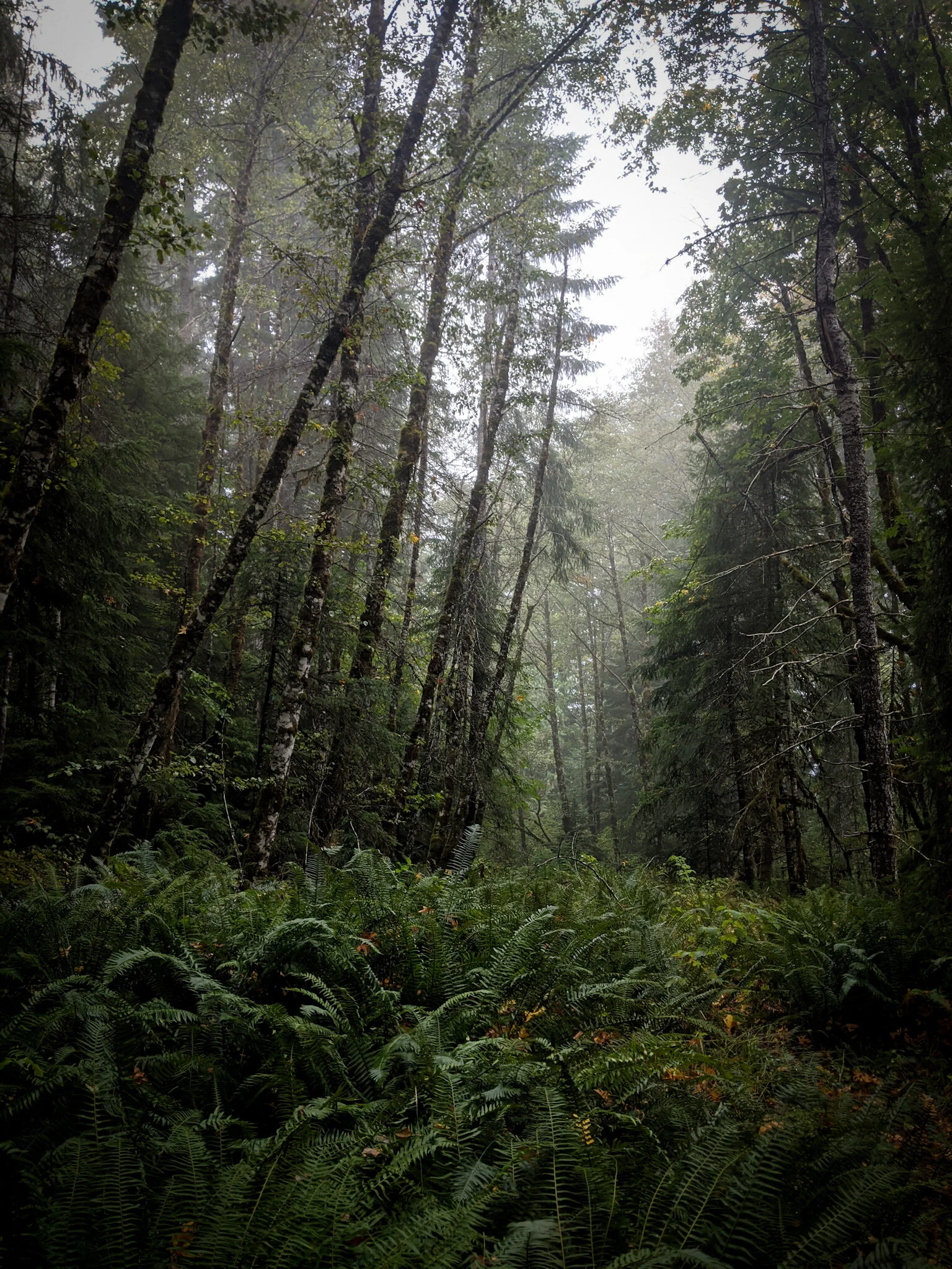 The Muse — Courtney Roth