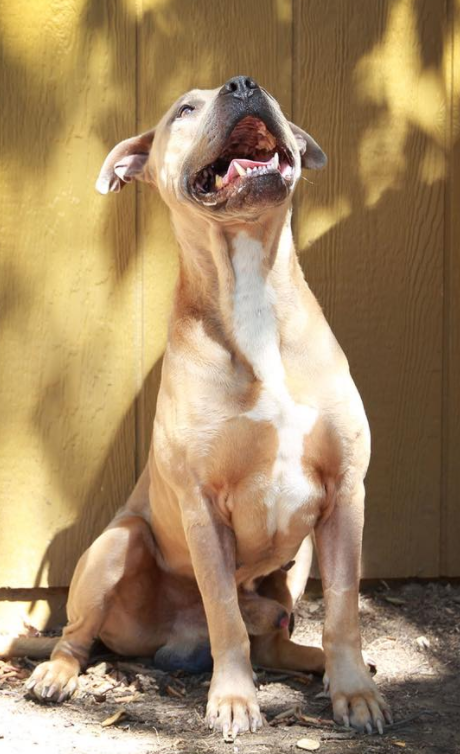 Cat Volunteer Application — Saving Hope Animal Rescue