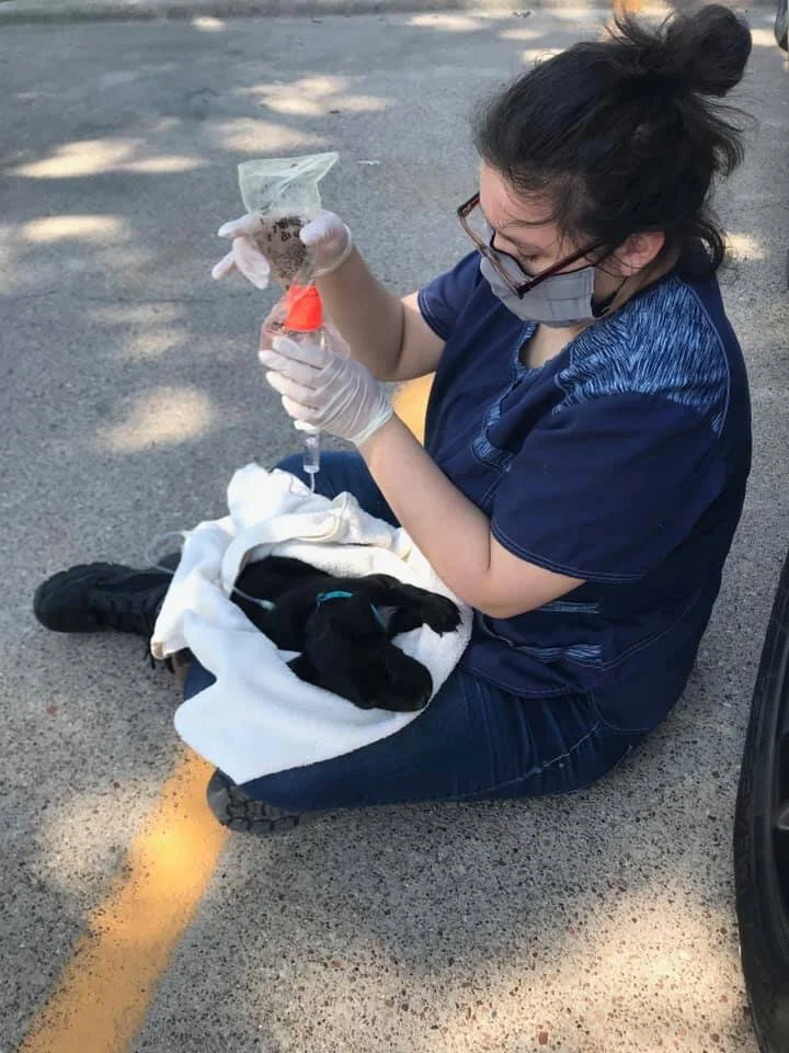 Saving Hope Animal Rescue