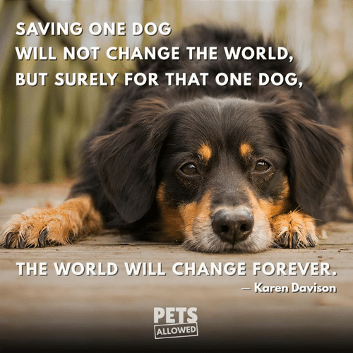 Education — Saving Hope Animal Rescue