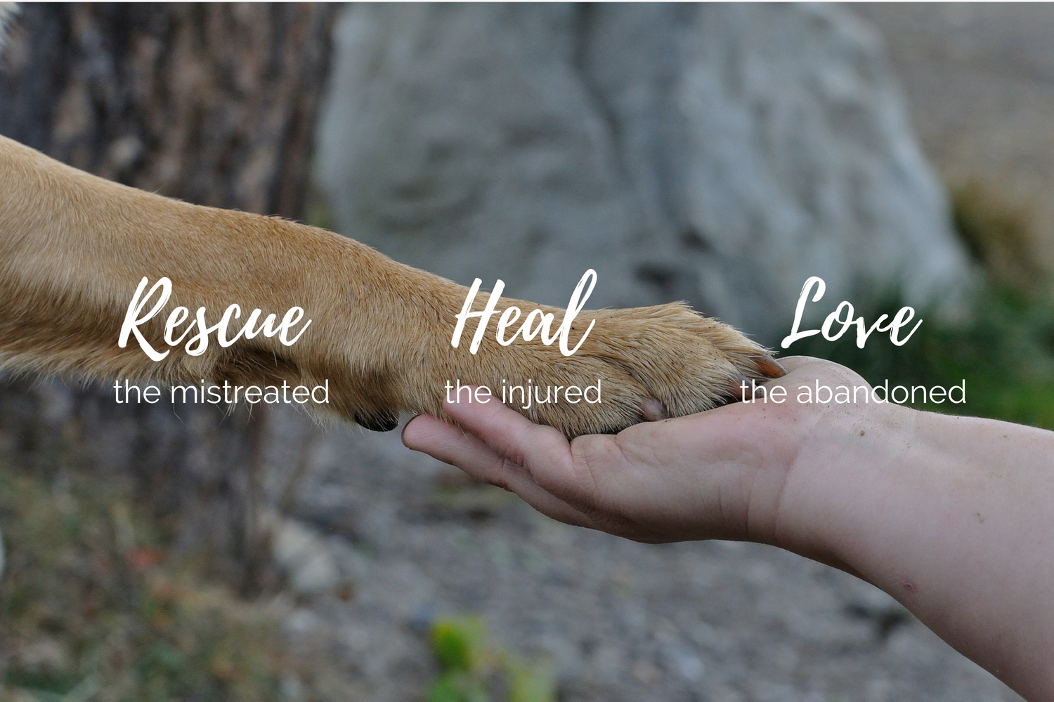 Education — Saving Hope Animal Rescue