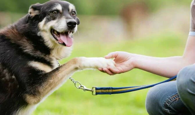 Dog Volunteer Application — Saving Hope Animal Rescue