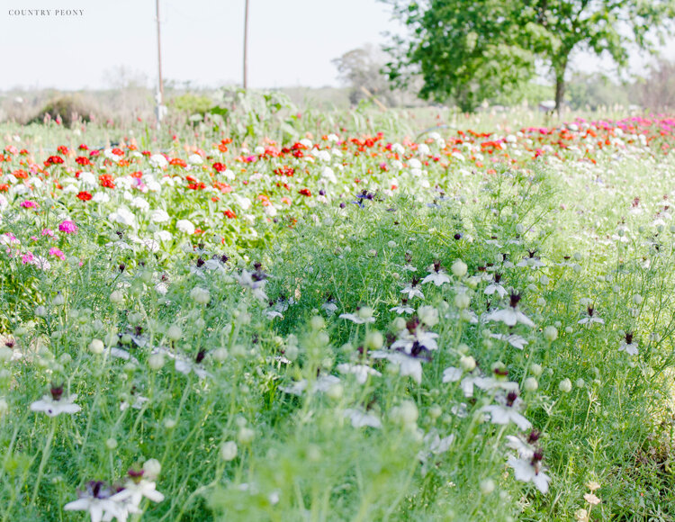 Springtime at a Local Flower Farm - Cuts of Color — Country Peony