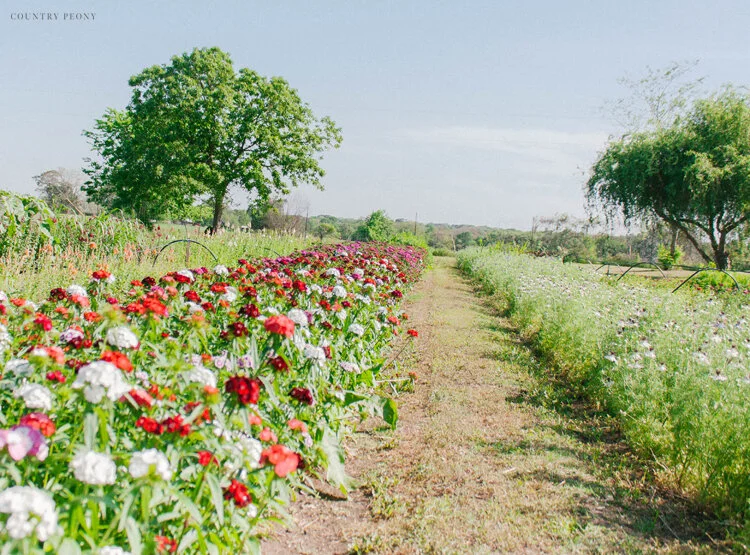 Springtime at a Local Flower Farm - Cuts of Color — Country Peony