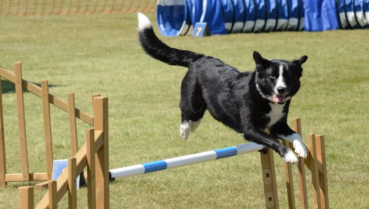 The 7 Most Popular Sports for Dogs! — The Sporting Blog