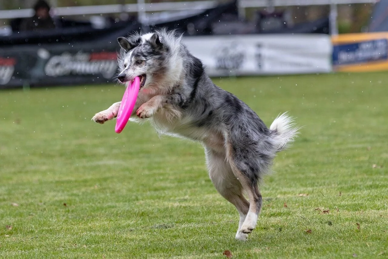 Jump Boy: The 7 Most Popular Sports for Dogs! — The Sporting Blog