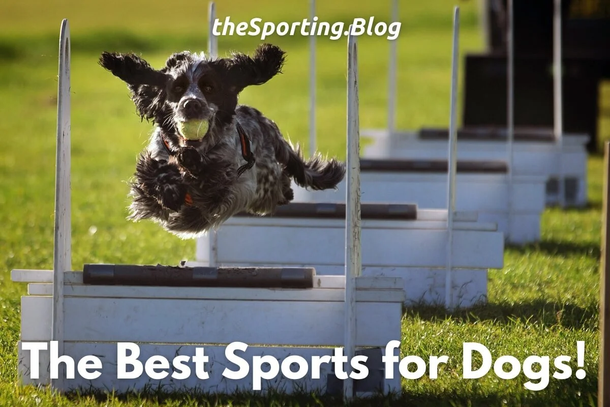 Jump Boy: The 7 Most Popular Sports for Dogs! — The Sporting Blog