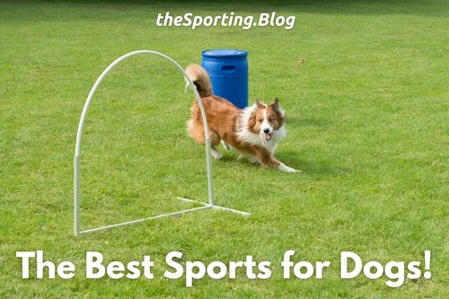 Jump Boy: The 7 Most Popular Sports for Dogs! — The Sporting Blog