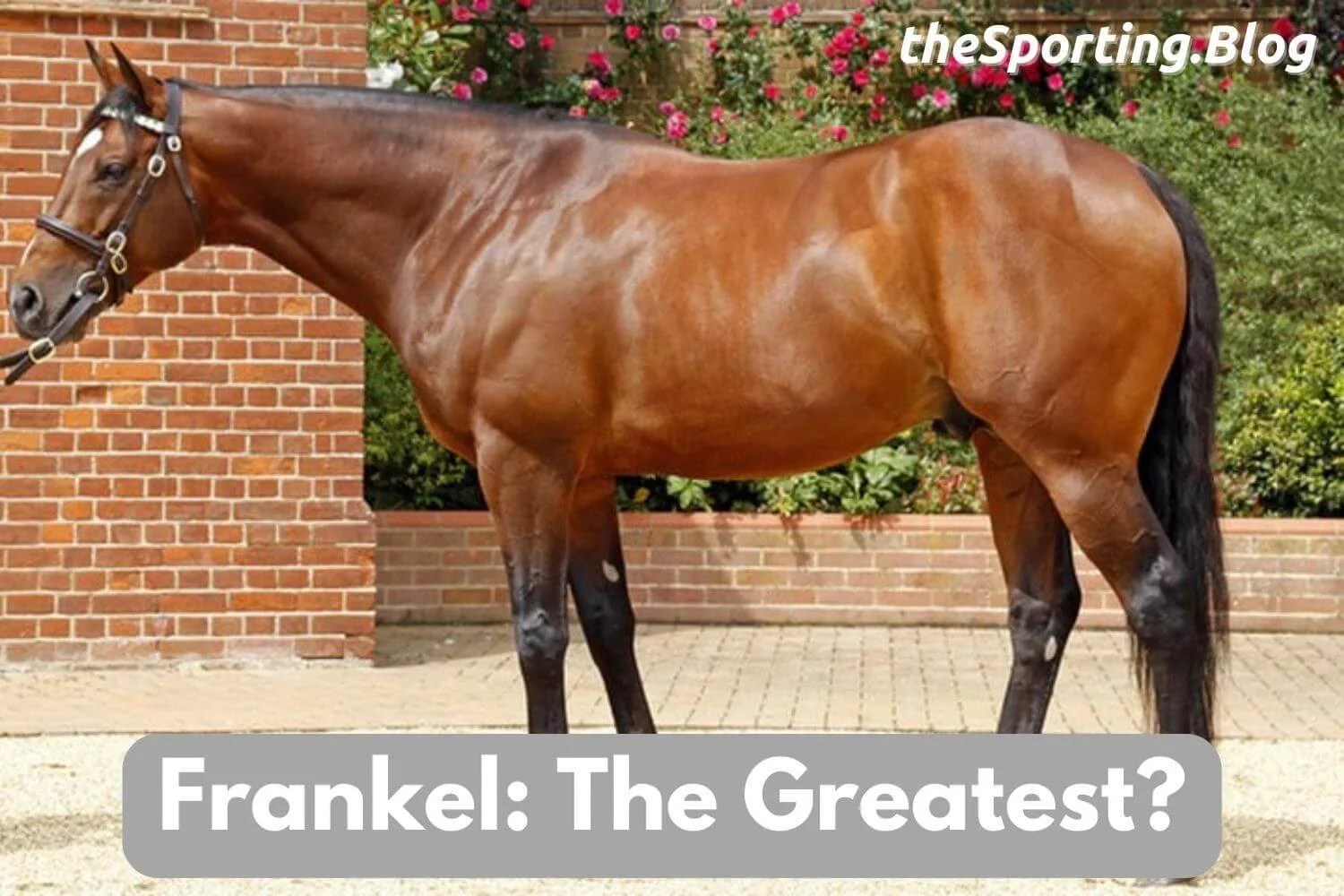 Frankel: The Story of a Legendary Racehorse — The Sporting Blog
