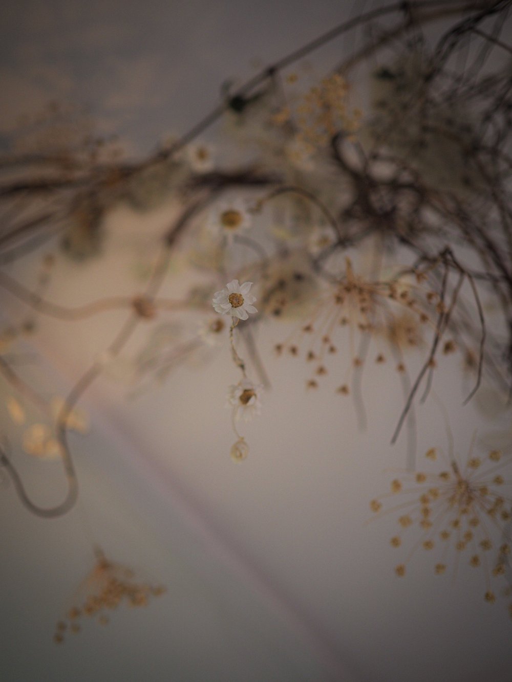 Portfolio | Dried Flower Installations & Events | Botanical Tales