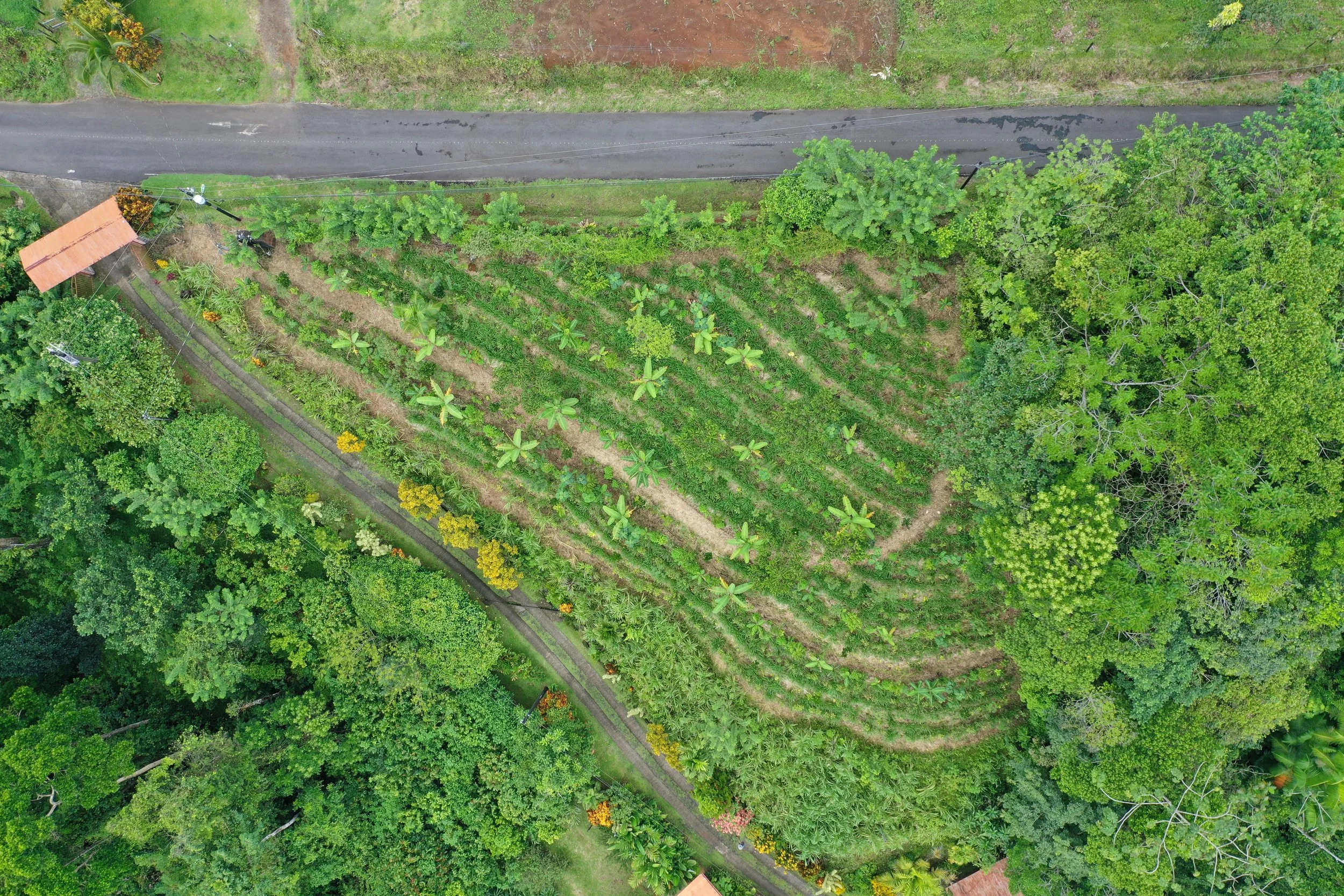 Syntropic Farming Primer: Online Course — Porvenir Design