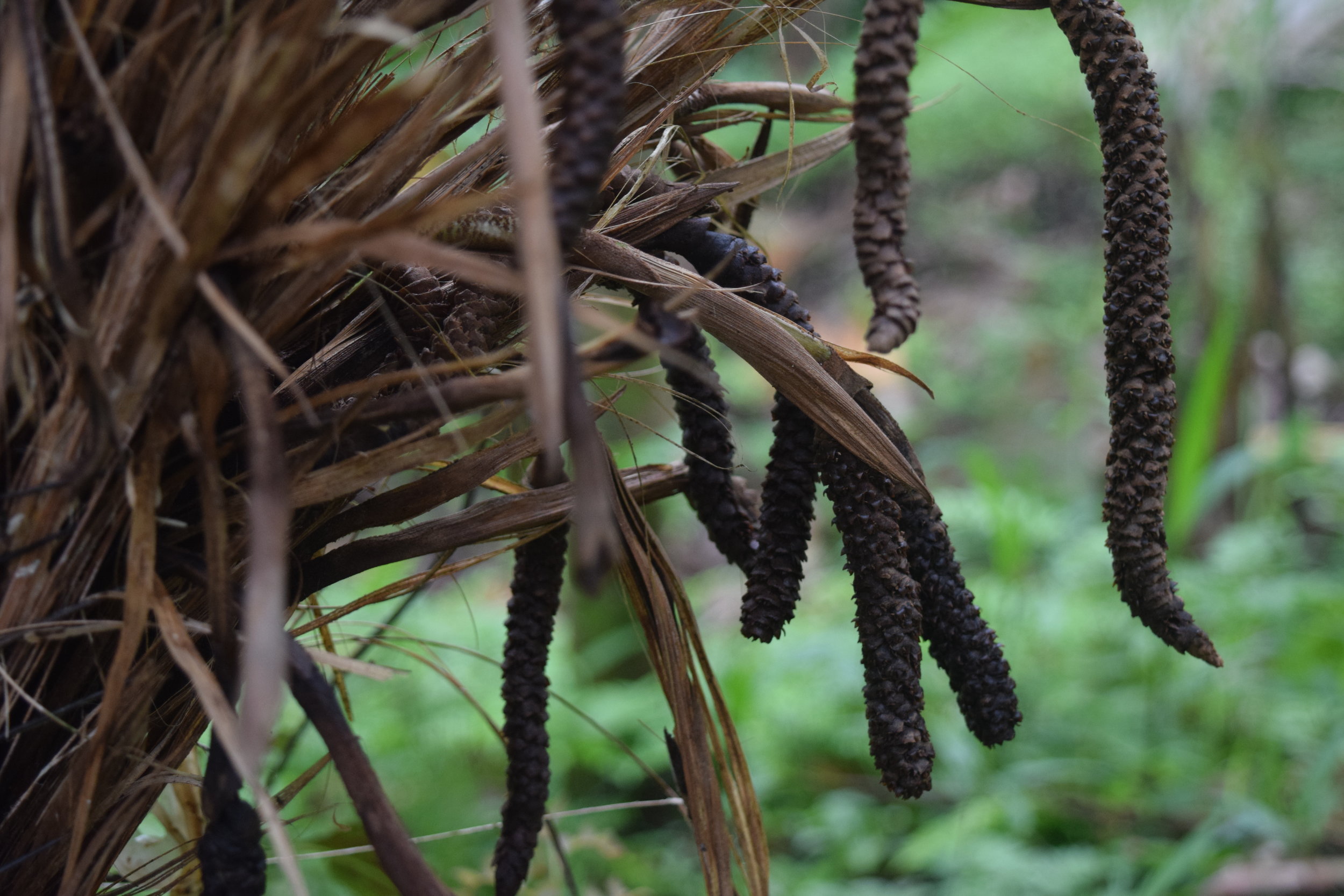 Salak Palm: A Guide for Tropical Permaculture — Porvenir Design