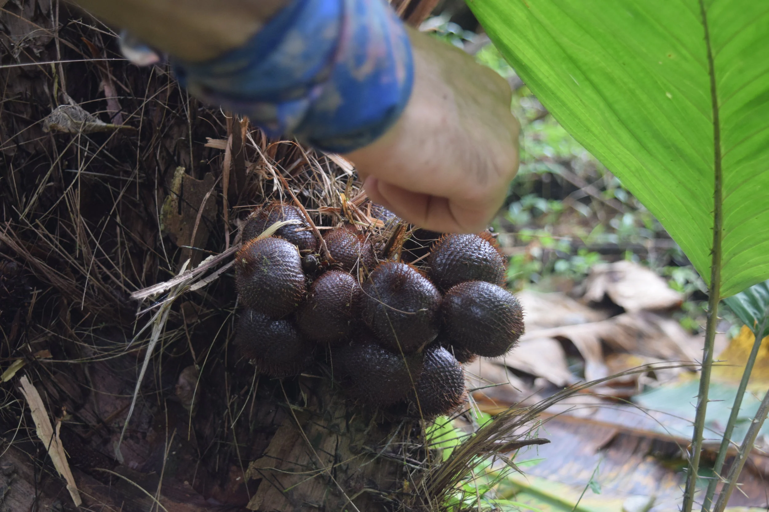 Salak Palm: A Guide for Tropical Permaculture — Porvenir Design