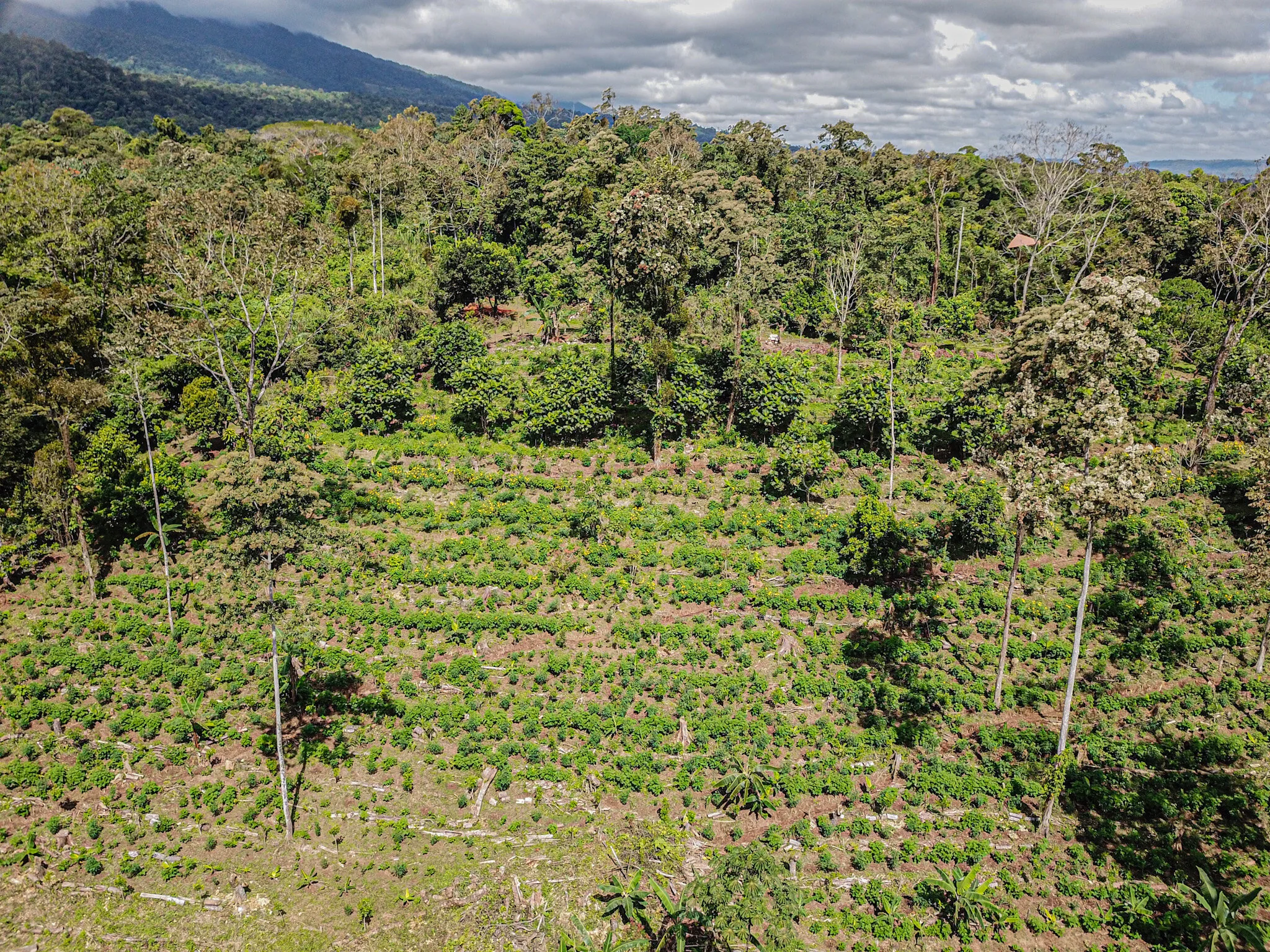 Syntropic Agriculture: Cacao, Costa Rica, Case Study - Regeneration ...