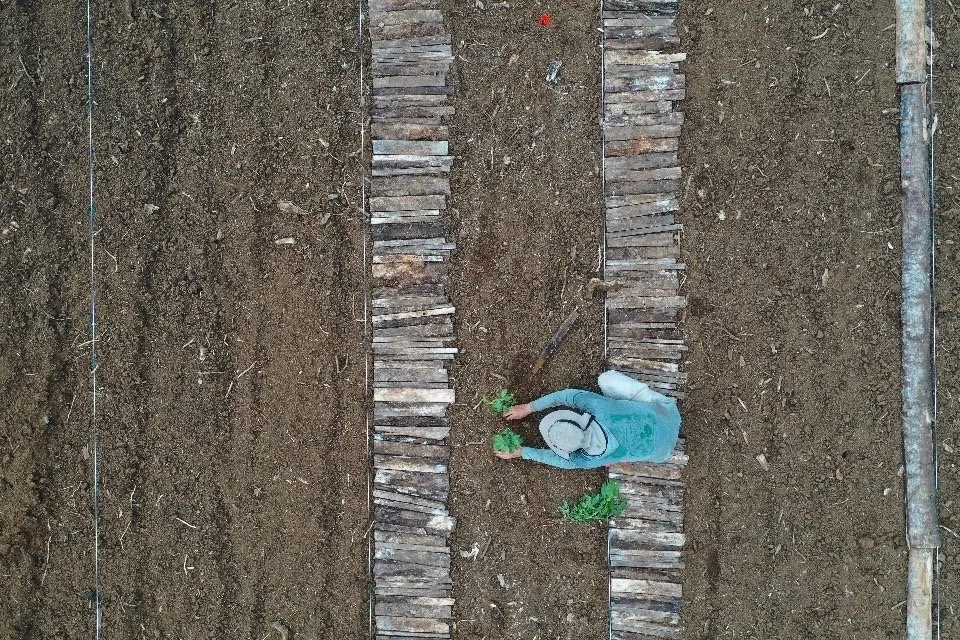 12 Syntropic Farming Tips & Tricks + New Courses — Porvenir Design