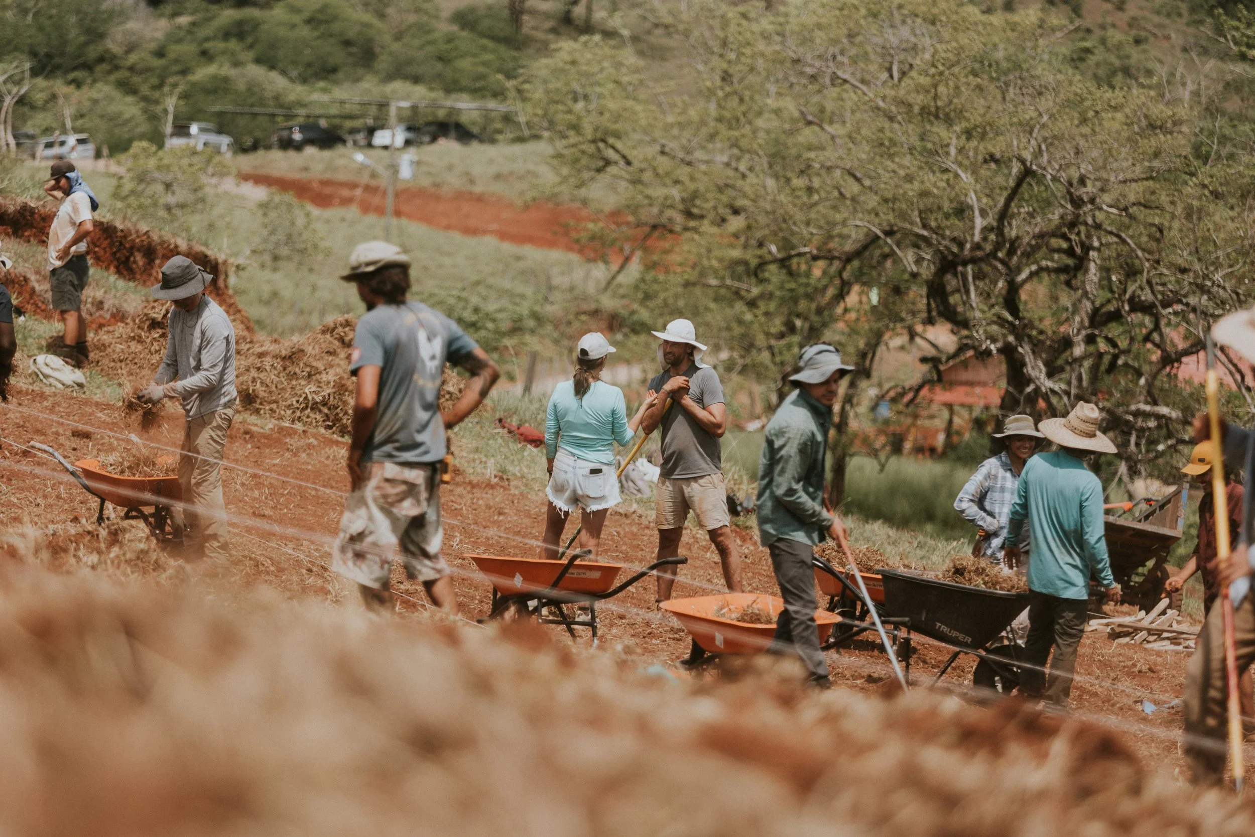12 Syntropic Farming Tips & Tricks + New Courses — Porvenir Design