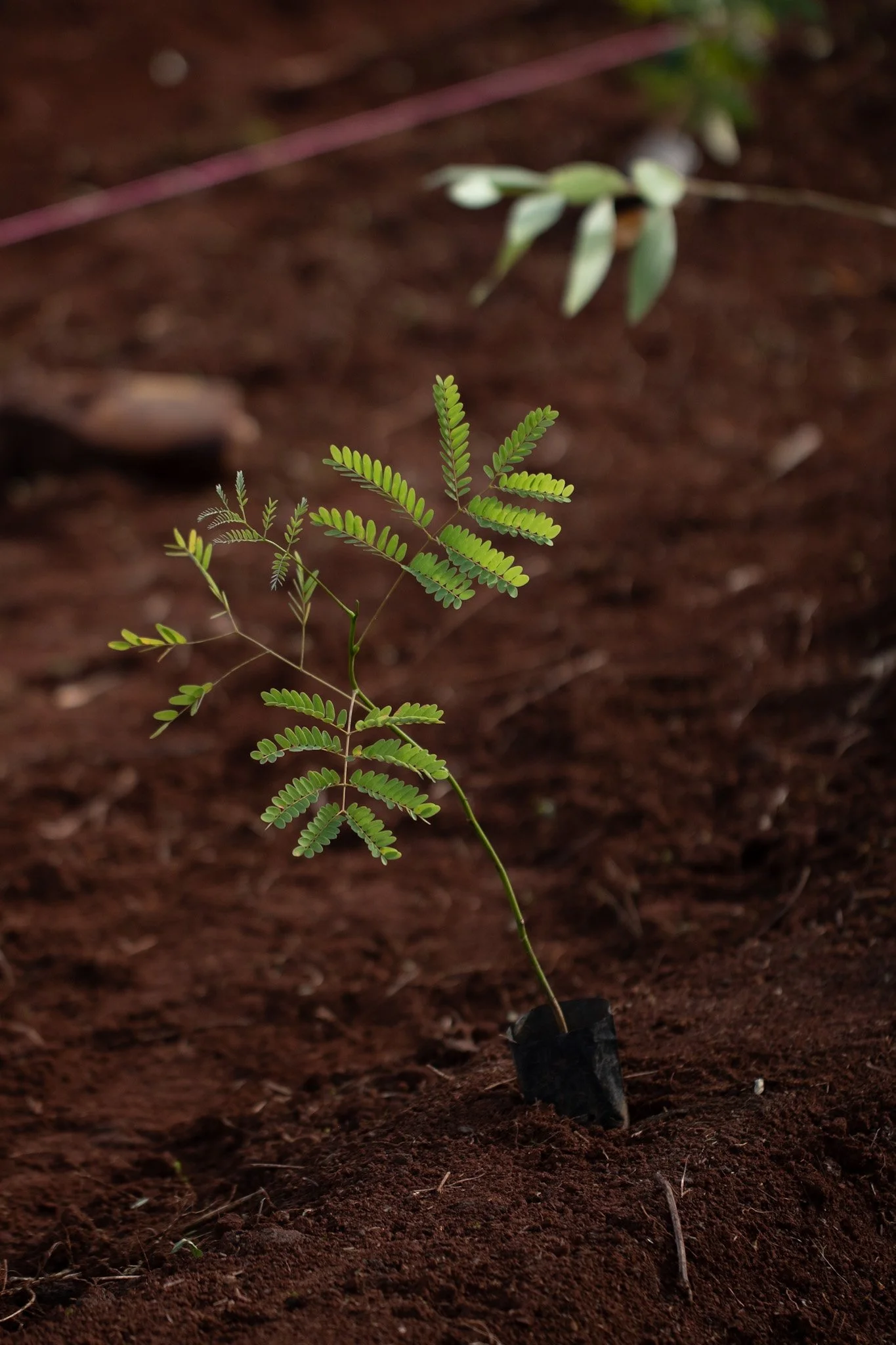 12 Syntropic Farming Tips & Tricks + New Courses — Porvenir Design