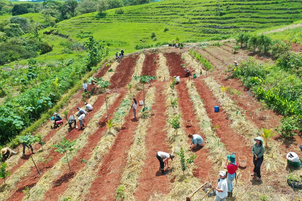 Syntropic Farming Primer: Online Course — Porvenir Design