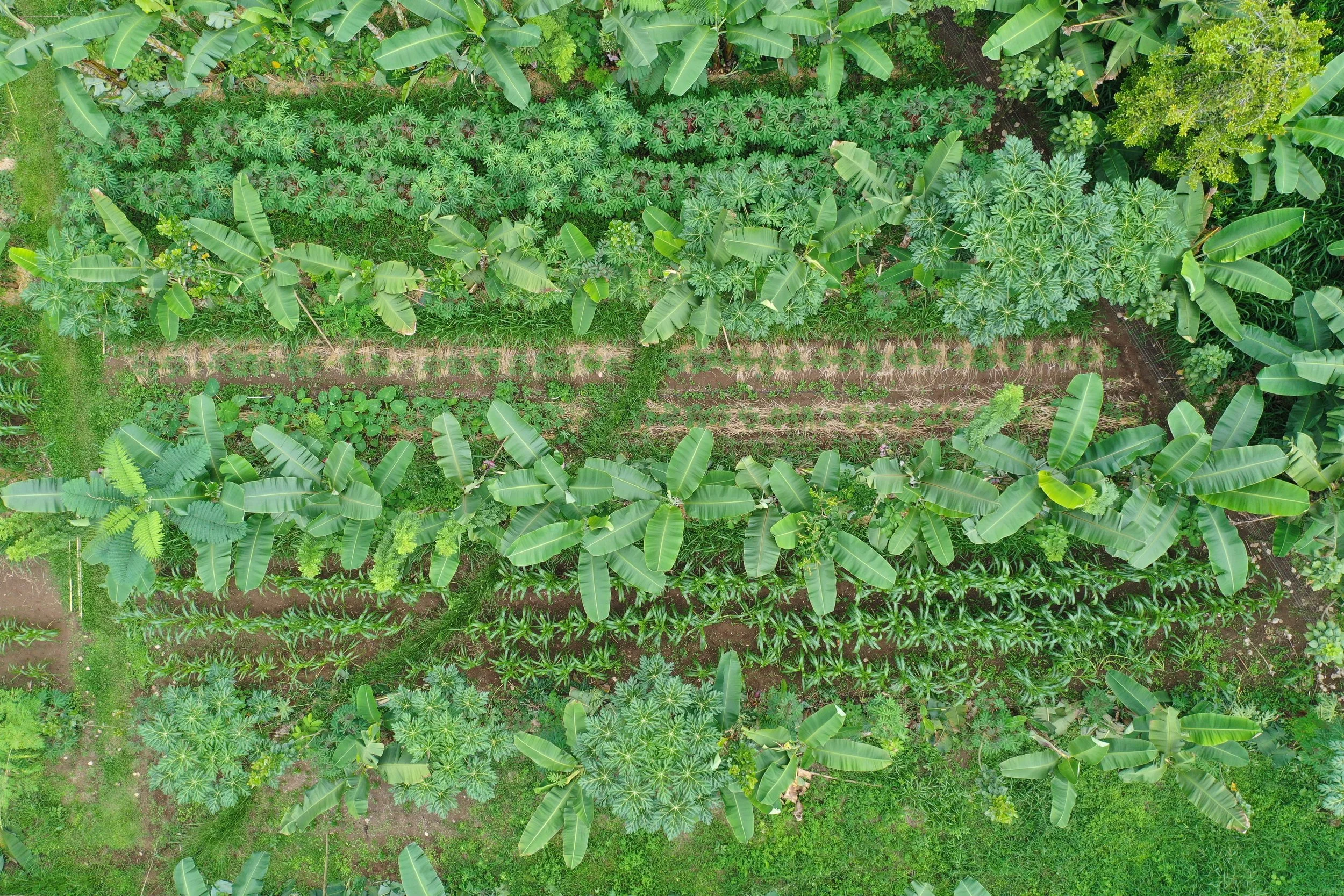 Syntropic Farming Primer: Online Course — Porvenir Design