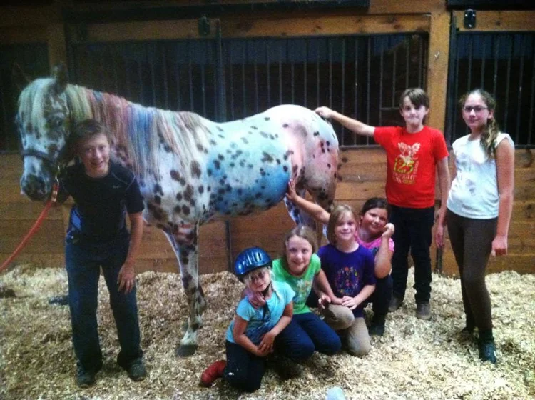 Summer Camp — Bailiwick Animal Park & Riding Stables