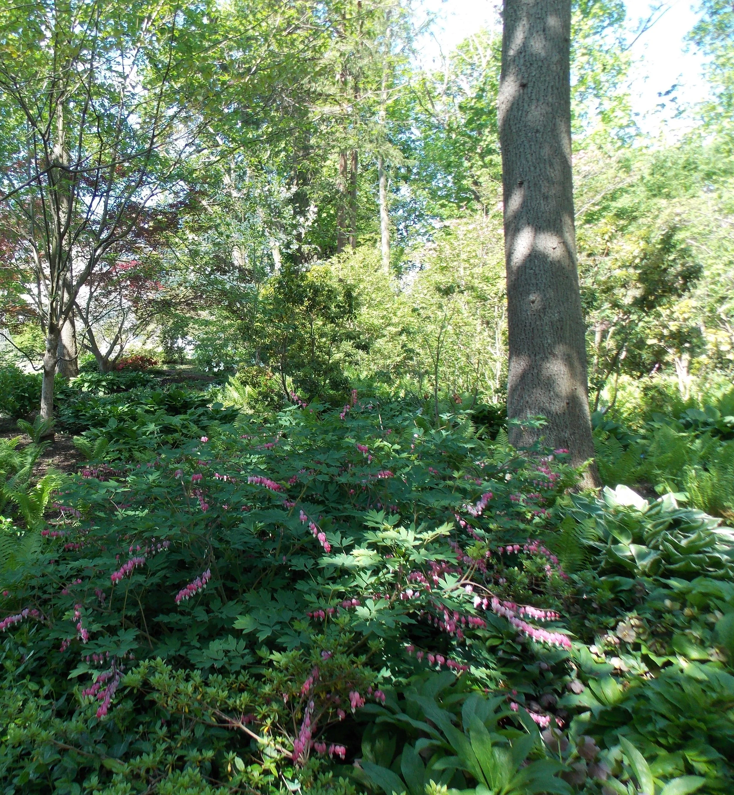 Native Plantscape 1920's Restoration — Spaulding Landscape Architects, LLC