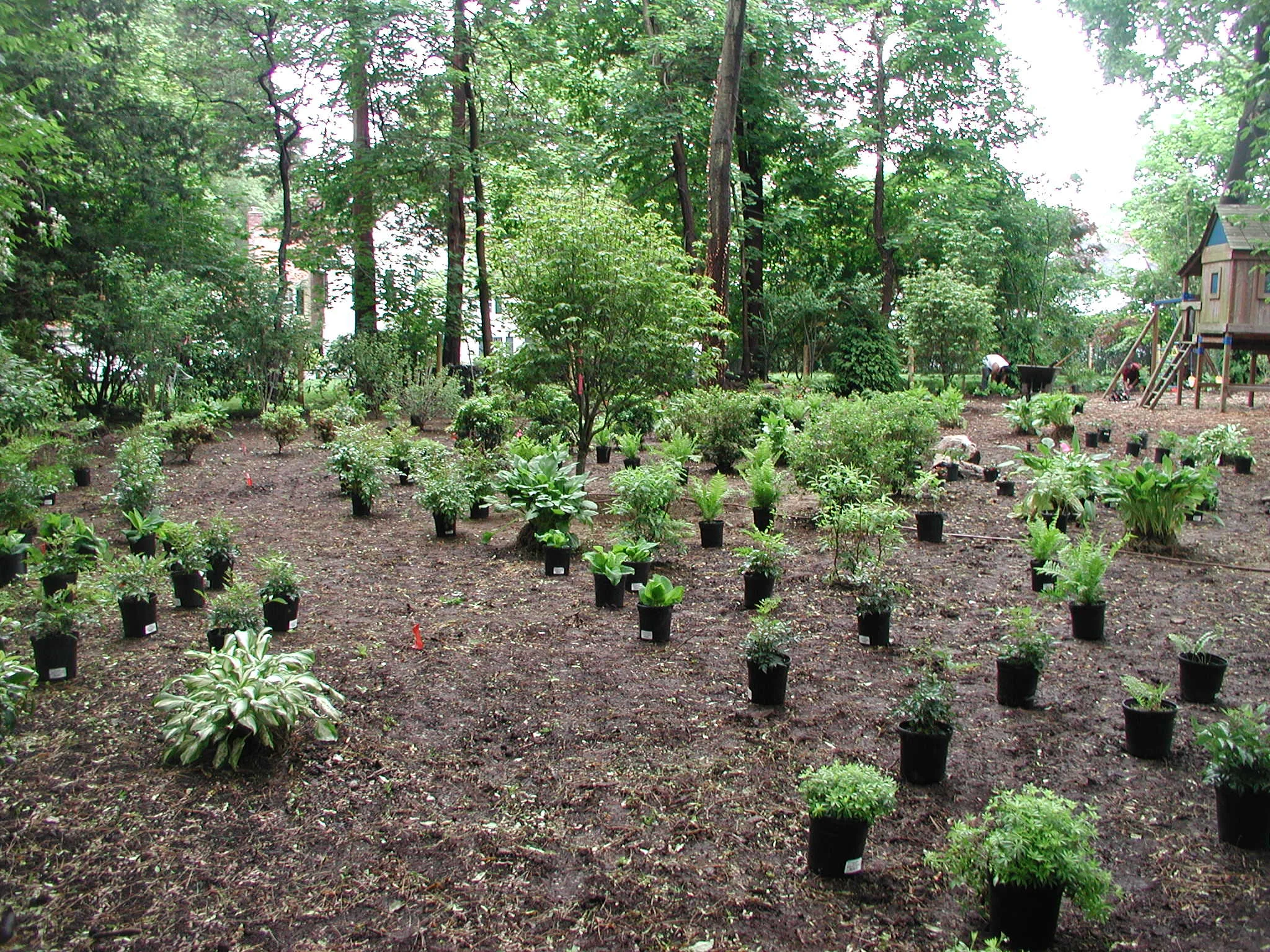 Native Plantscape 1920's Restoration — Spaulding Landscape Architects, LLC