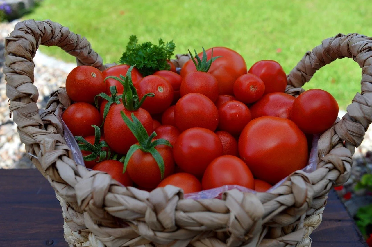 Pictures Of Tomatoes In A Basket
