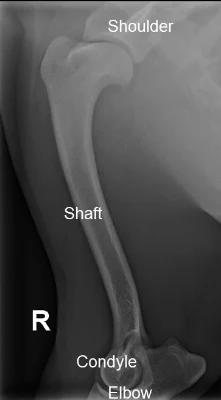 Dog Humerus