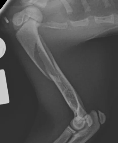 Humerus fractures — Queensland Veterinary Specialists