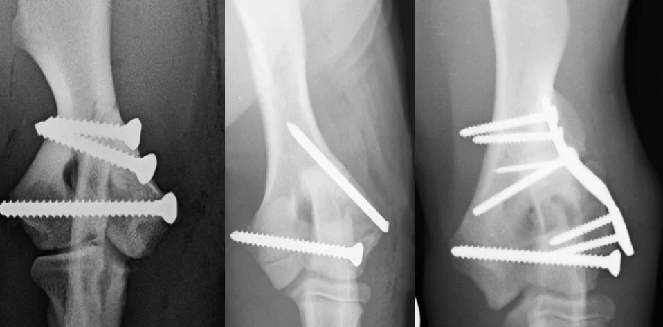 Humerus fractures — Queensland Veterinary Specialists