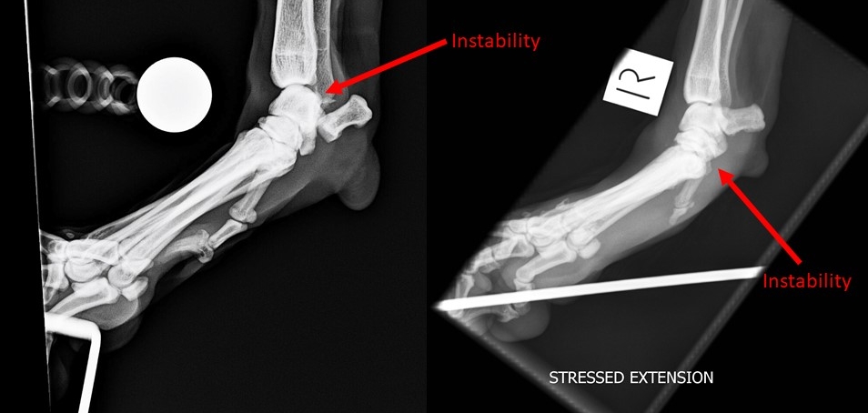 Carpal (wrist) trauma — Queensland Veterinary Specialists