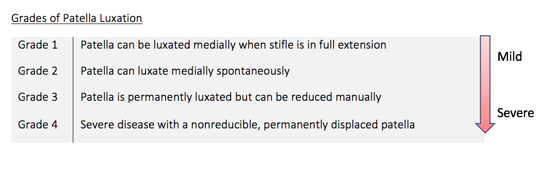 Medial Patella Luxation — Queensland Veterinary Specialists