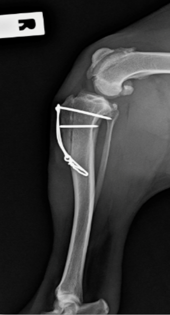 Medial Patella Luxation — Queensland Veterinary Specialists