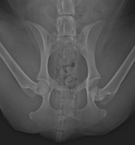 Can Dogs Dislocate Their Hips