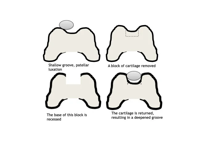 Medial Patella Luxation — Queensland Veterinary Specialists