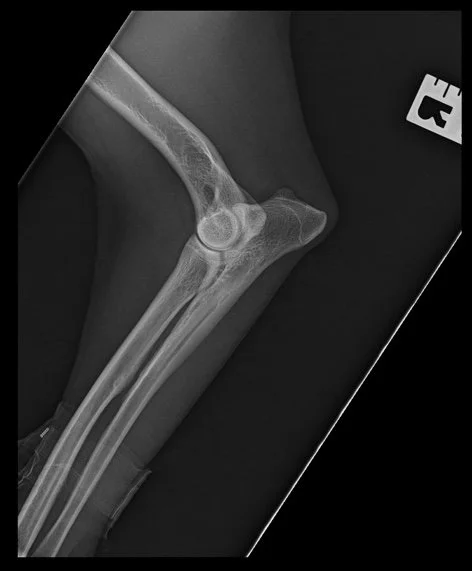 Hip and Elbow Scoring — Queensland Veterinary Specialists