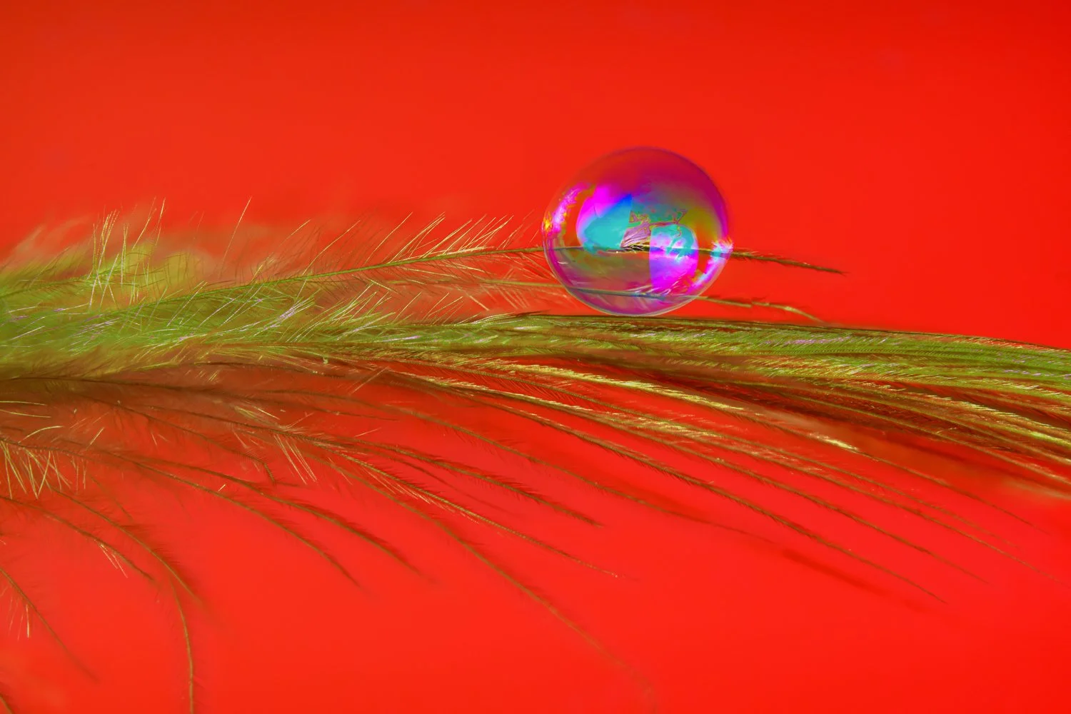 Jay Juliano Takes Chroma CL33RGB and CL36RGB Lights for a Spin — PROMASTER BLOG