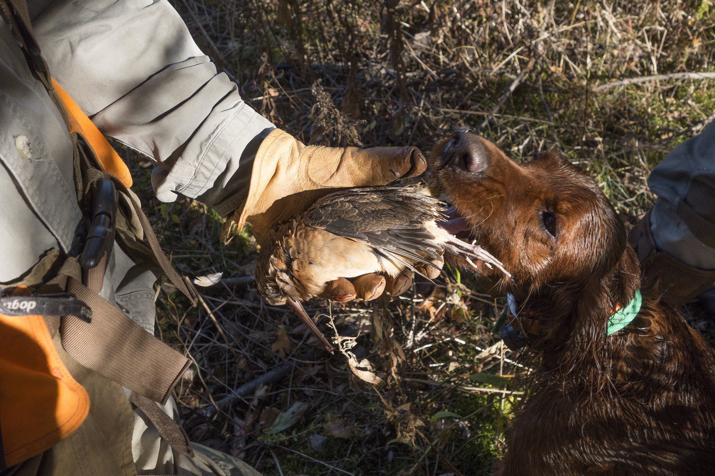 Upland Bird Hunting — Ledges Inn