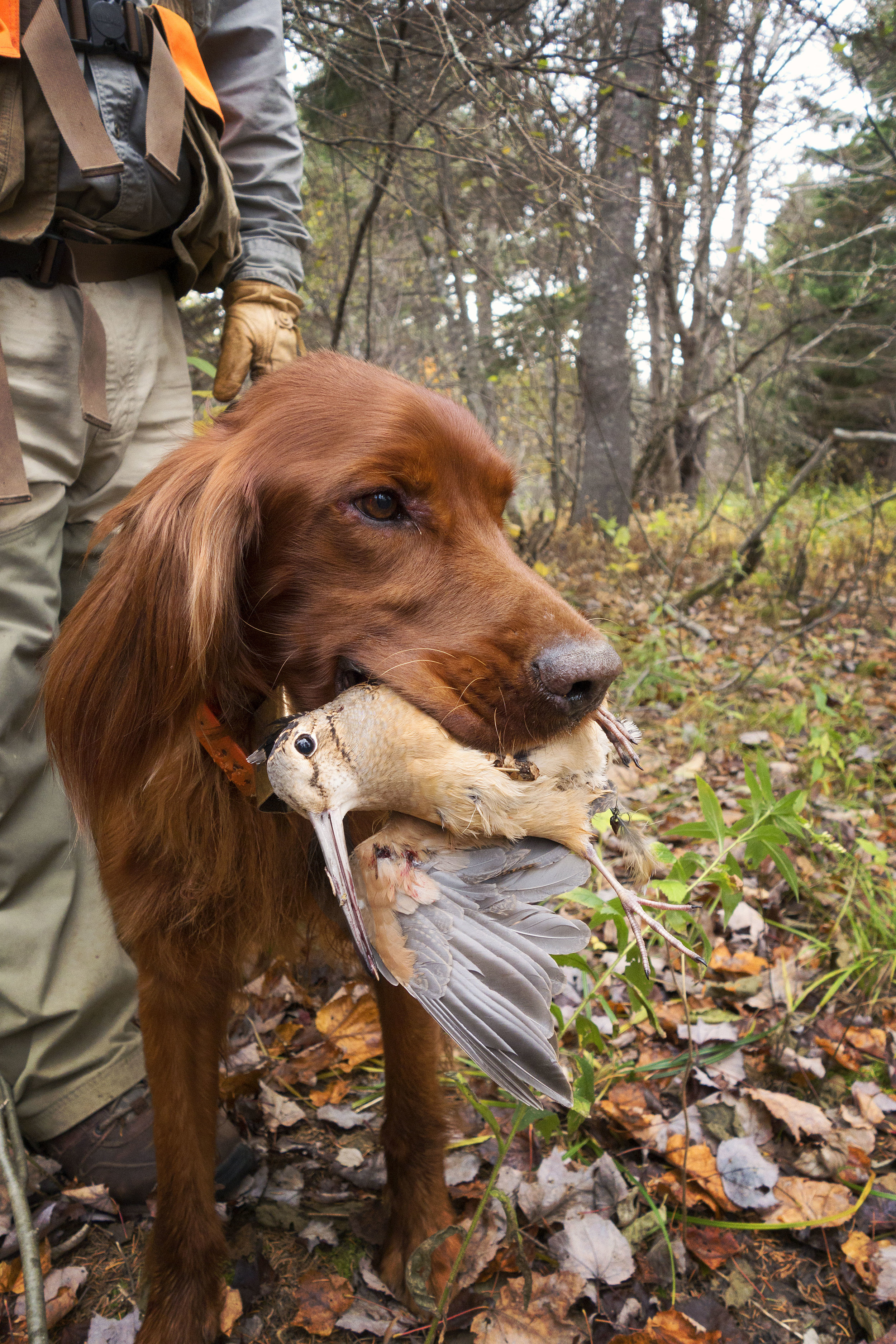 Upland Bird Hunting — Ledges Inn