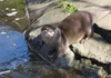 Cheeky Otter Sticks His Tongue Out at the Camera — The Daily Otter