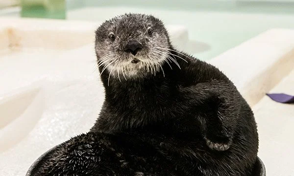 What Do You Mean Tomorrow's a New Year? — The Daily Otter