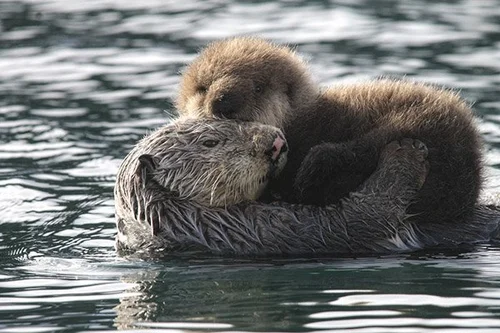 Sea Otter Pup Gets Comfy on Mom — The Daily Otter