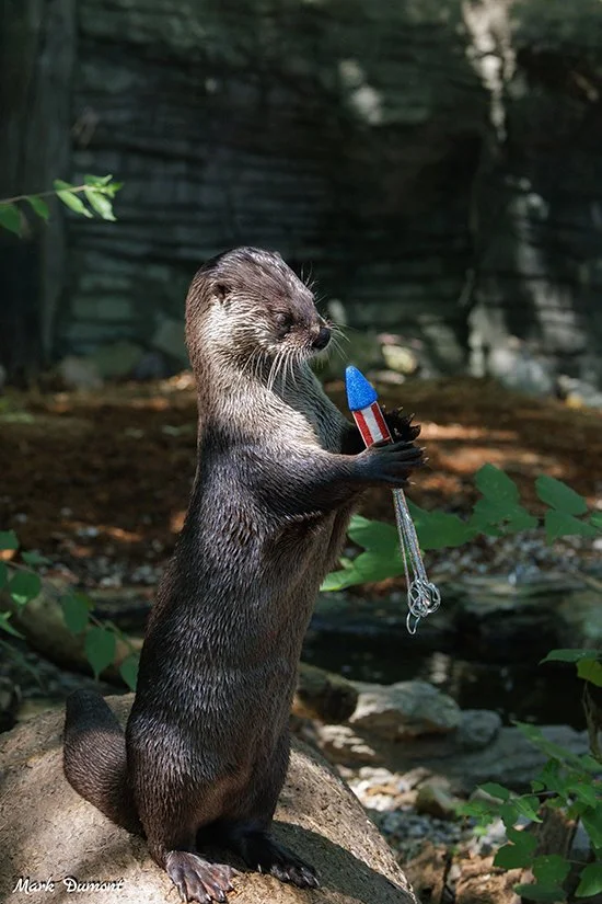 You've Got Something to Learn About Fireworks Safety, Otter! — The ...