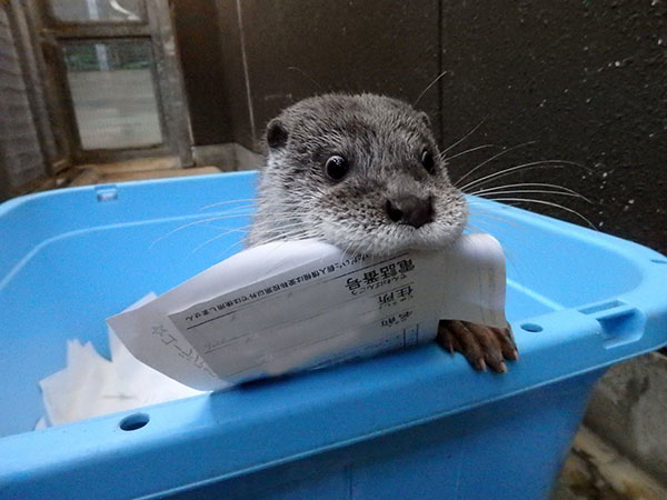 Mischievous Otter Has Found the Recycling Bin and Is Making Off with ...