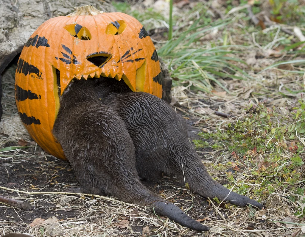 Otters Play with Halloween Pumpkin at Smithsonian's National Zoo — The ...