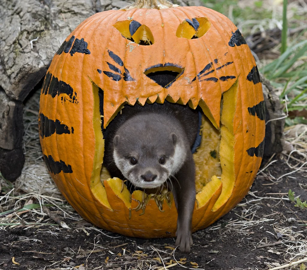 Otters Play with Halloween Pumpkin at Smithsonian's National Zoo — The ...