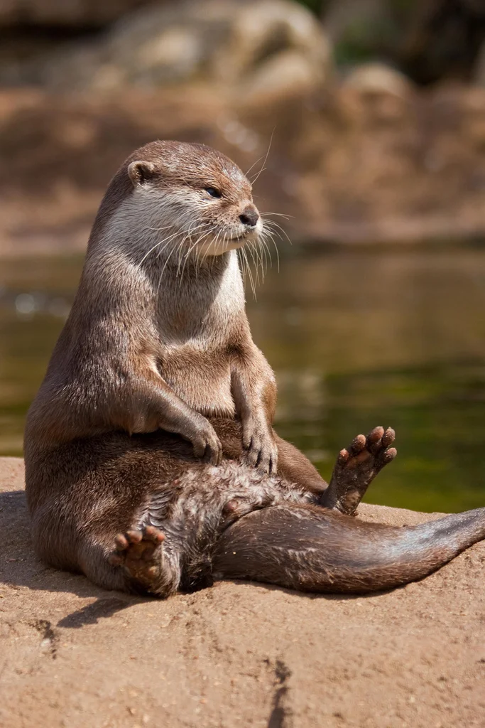 Disapproving Otter