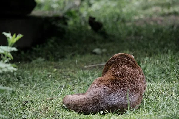 Hello, Friend! You Don't Look Like an Otter but You Don't Look Like a ...